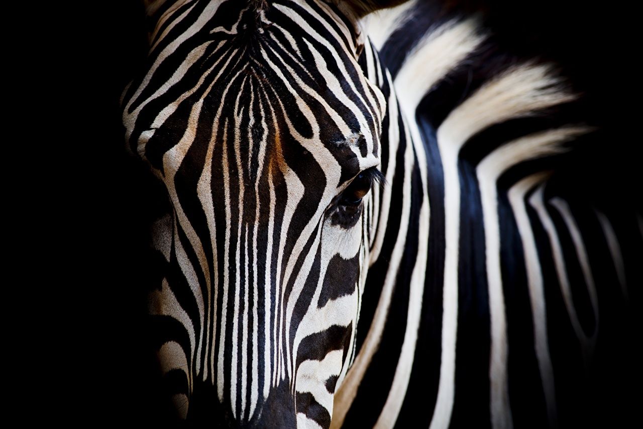 Zebra Close Up Wallpapers - Wallpaper Cave