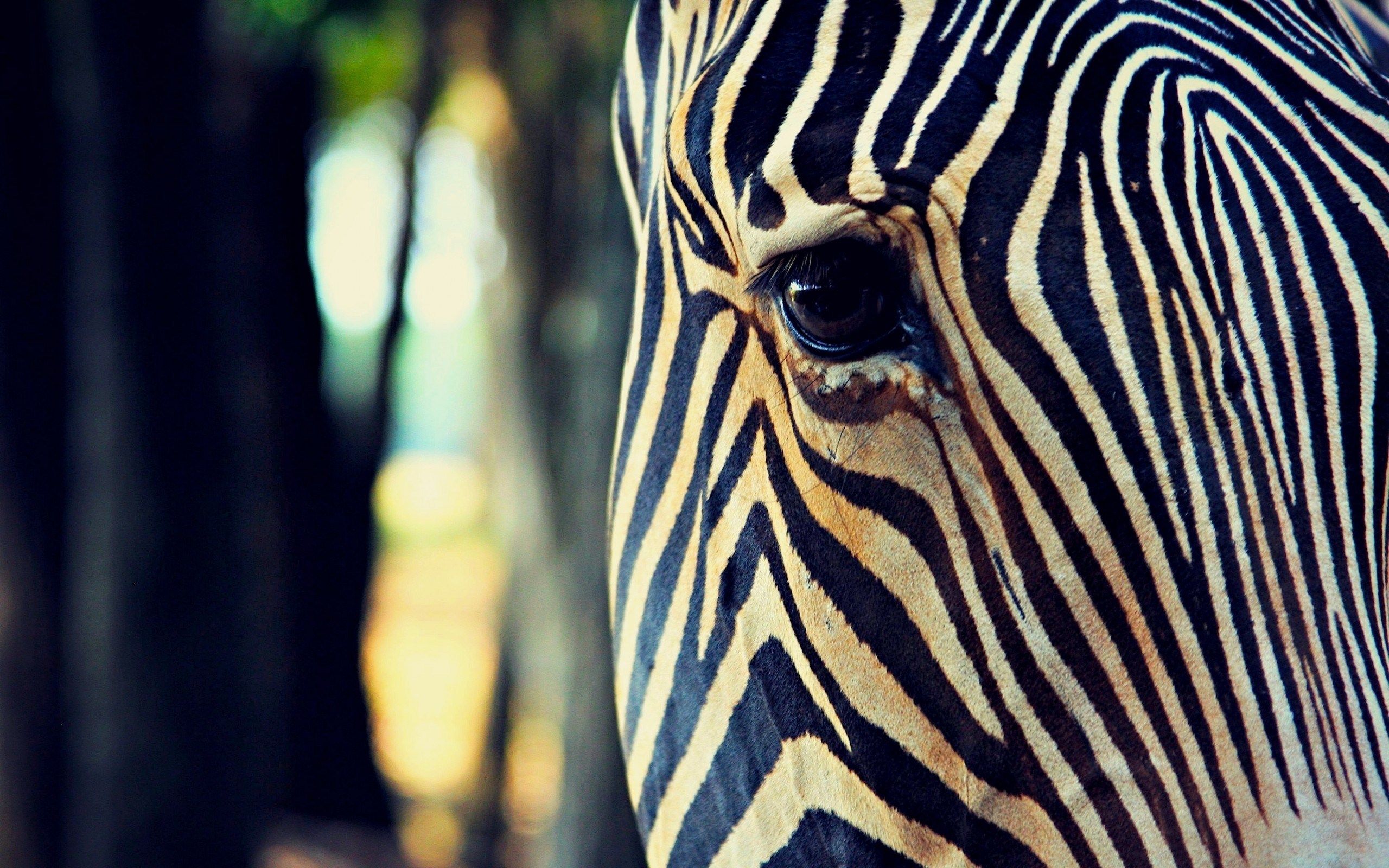 Zebra Close Up Wallpapers - Wallpaper Cave