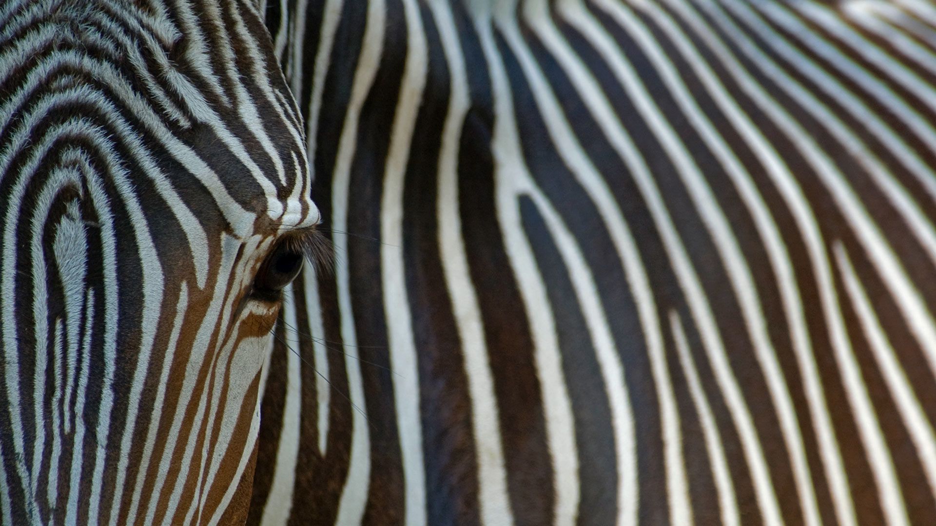 Zebra Close Up Wallpapers - Wallpaper Cave