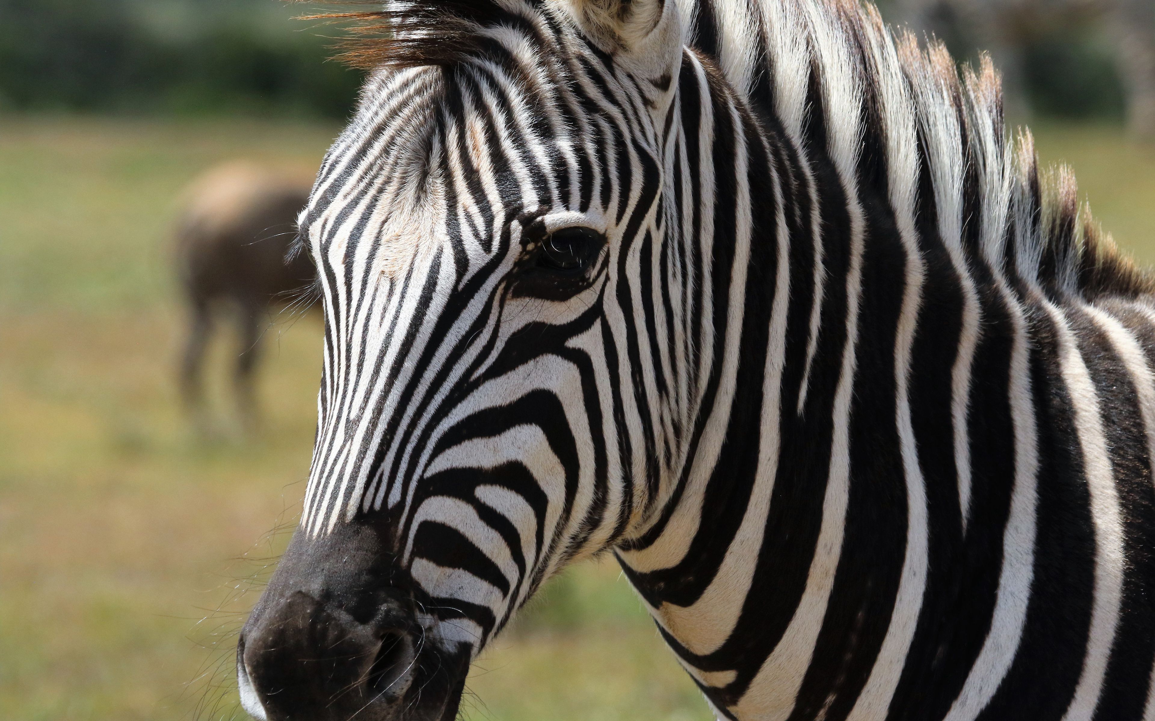 Zebra Close Up Wallpapers - Wallpaper Cave