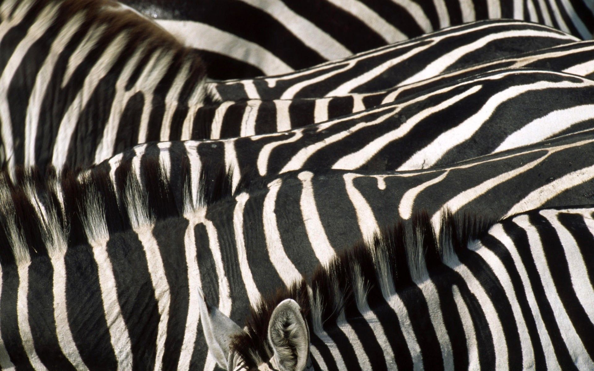 Zebra Close Up Wallpapers - Wallpaper Cave