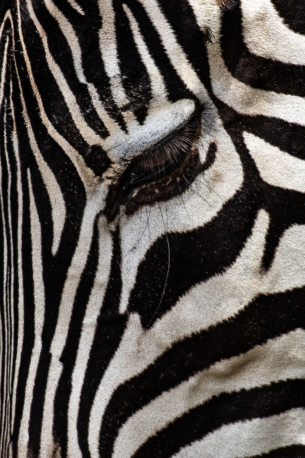 Zebra Close Up Wallpapers - Wallpaper Cave