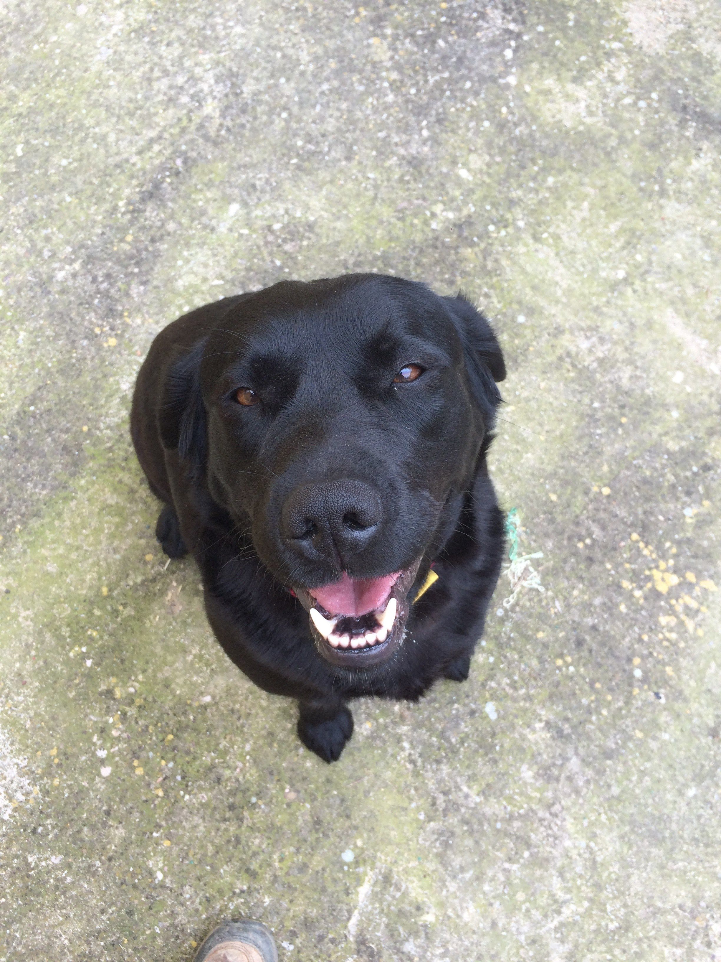 Black Dog HD Wallpapers - Wallpaper Cave