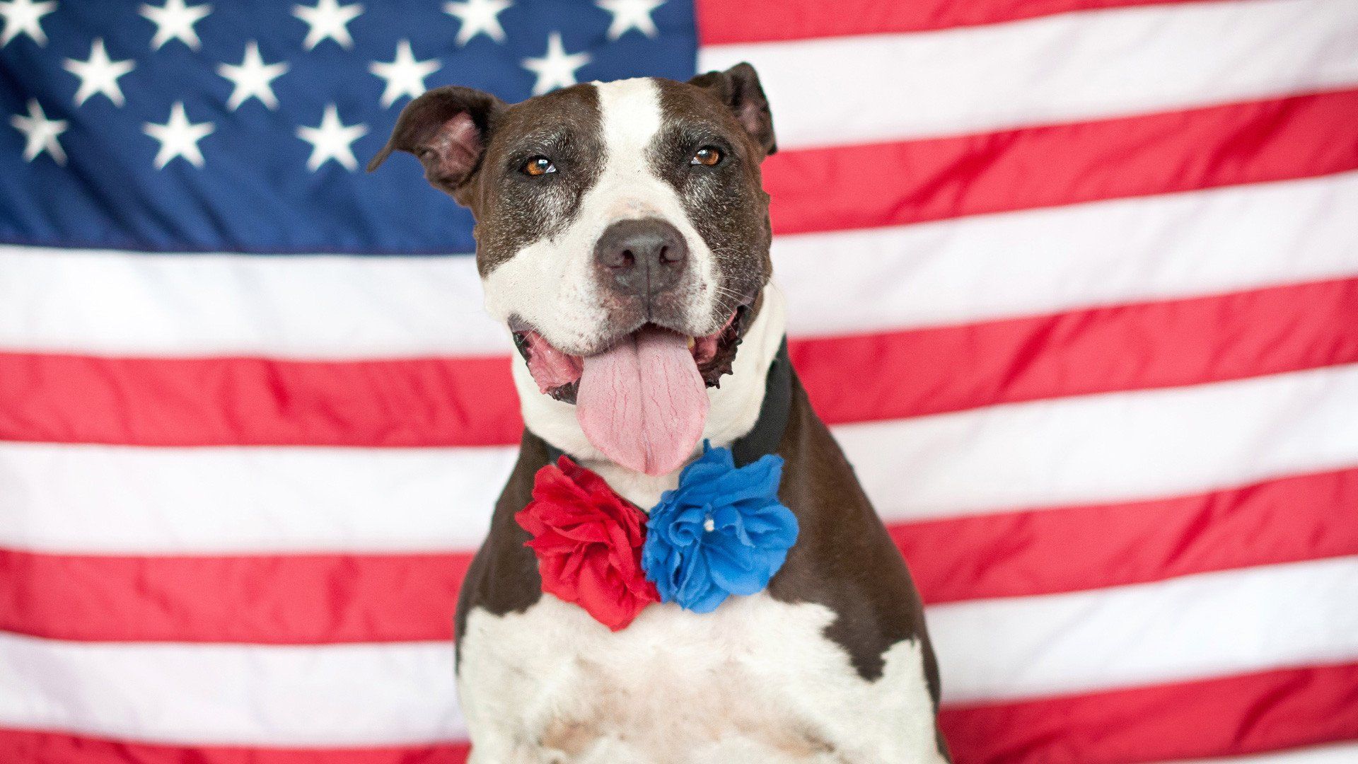 4th Of July Puppies Wallpapers - Wallpaper Cave