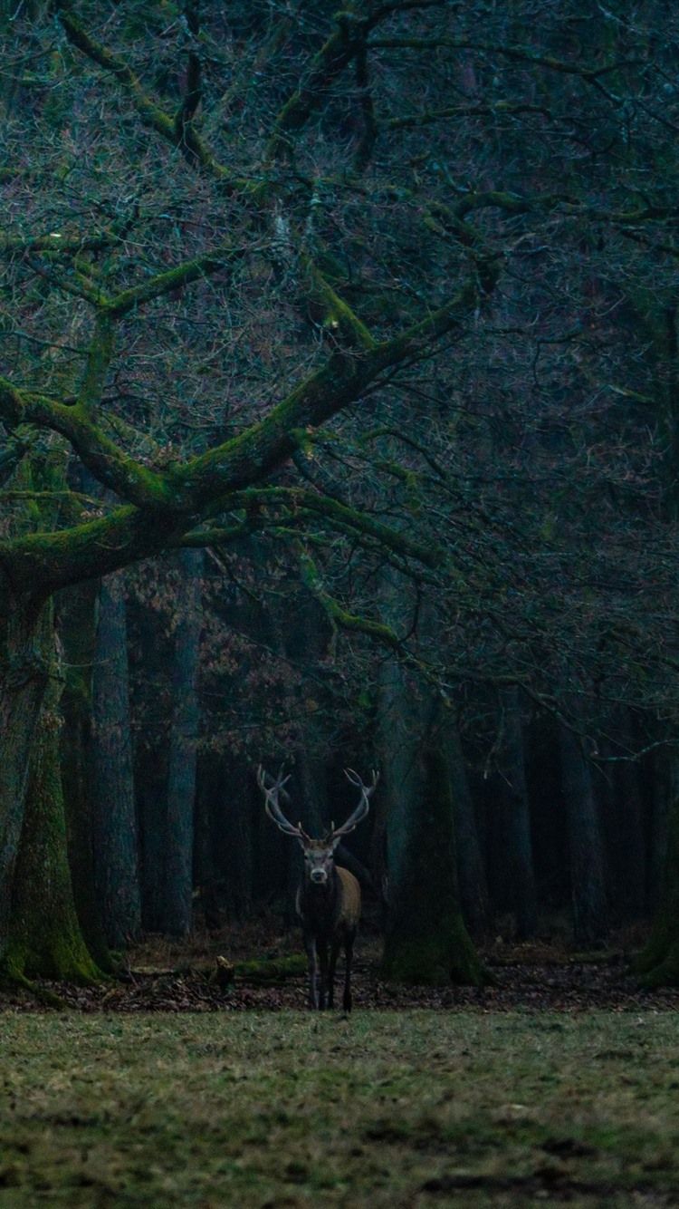 Deer Forest Trees HD Wallpapers - Wallpaper Cave