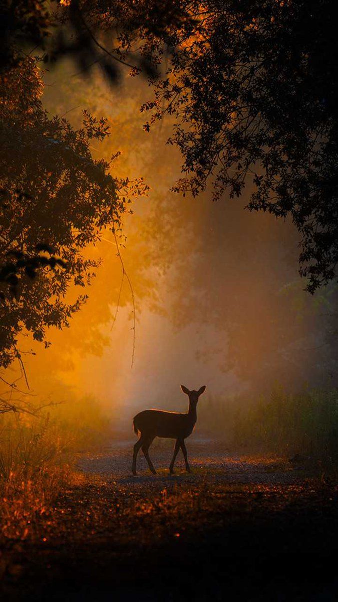 Deer Forest Trees HD Wallpapers - Wallpaper Cave