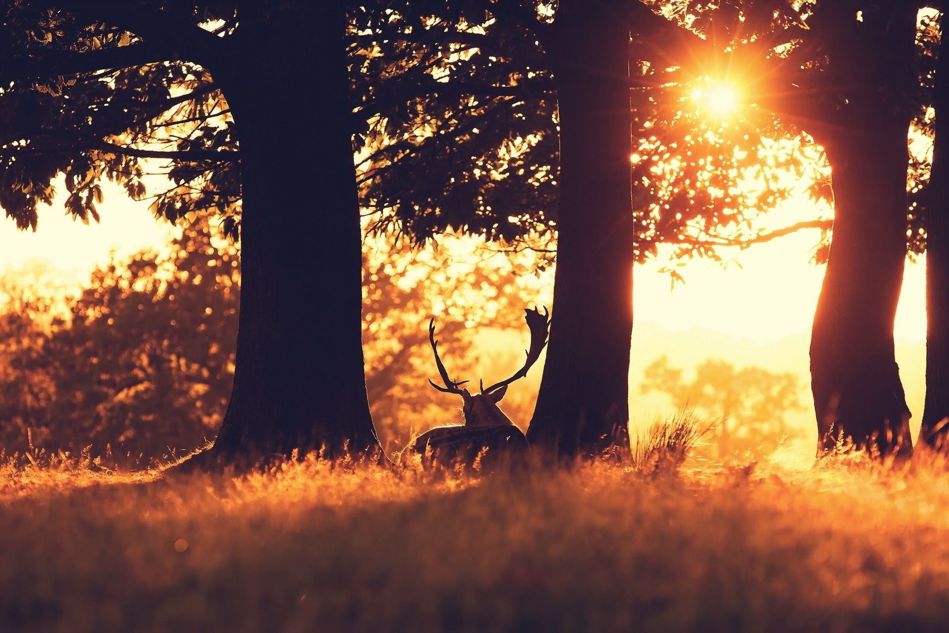 Deer Forest Trees HD Wallpapers - Wallpaper Cave