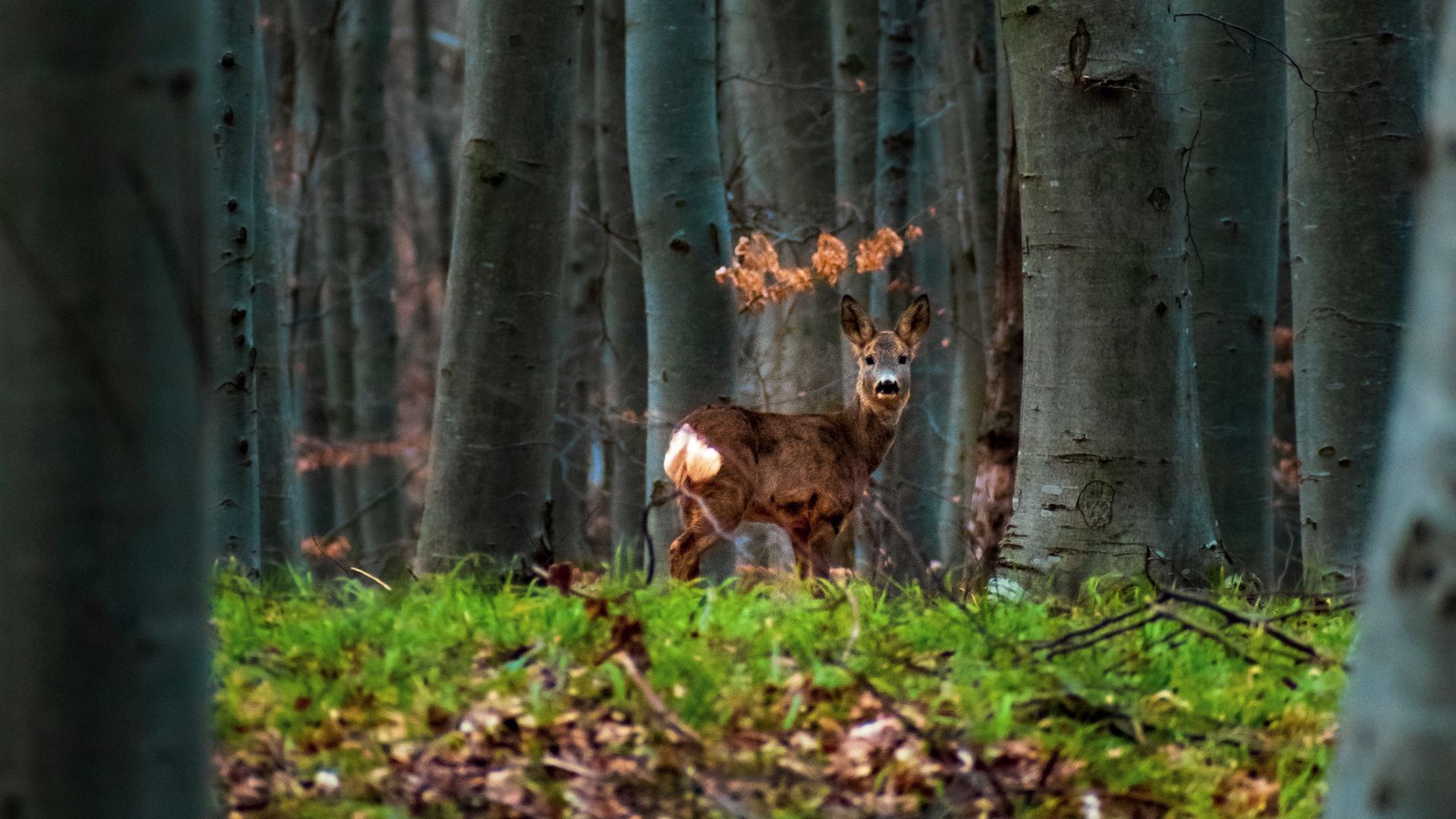 Deer Forest Trees HD Wallpapers - Wallpaper Cave