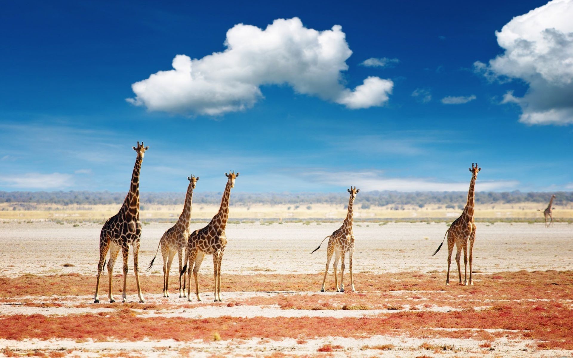 Desktop South Africa Wallpapers - Wallpaper Cave