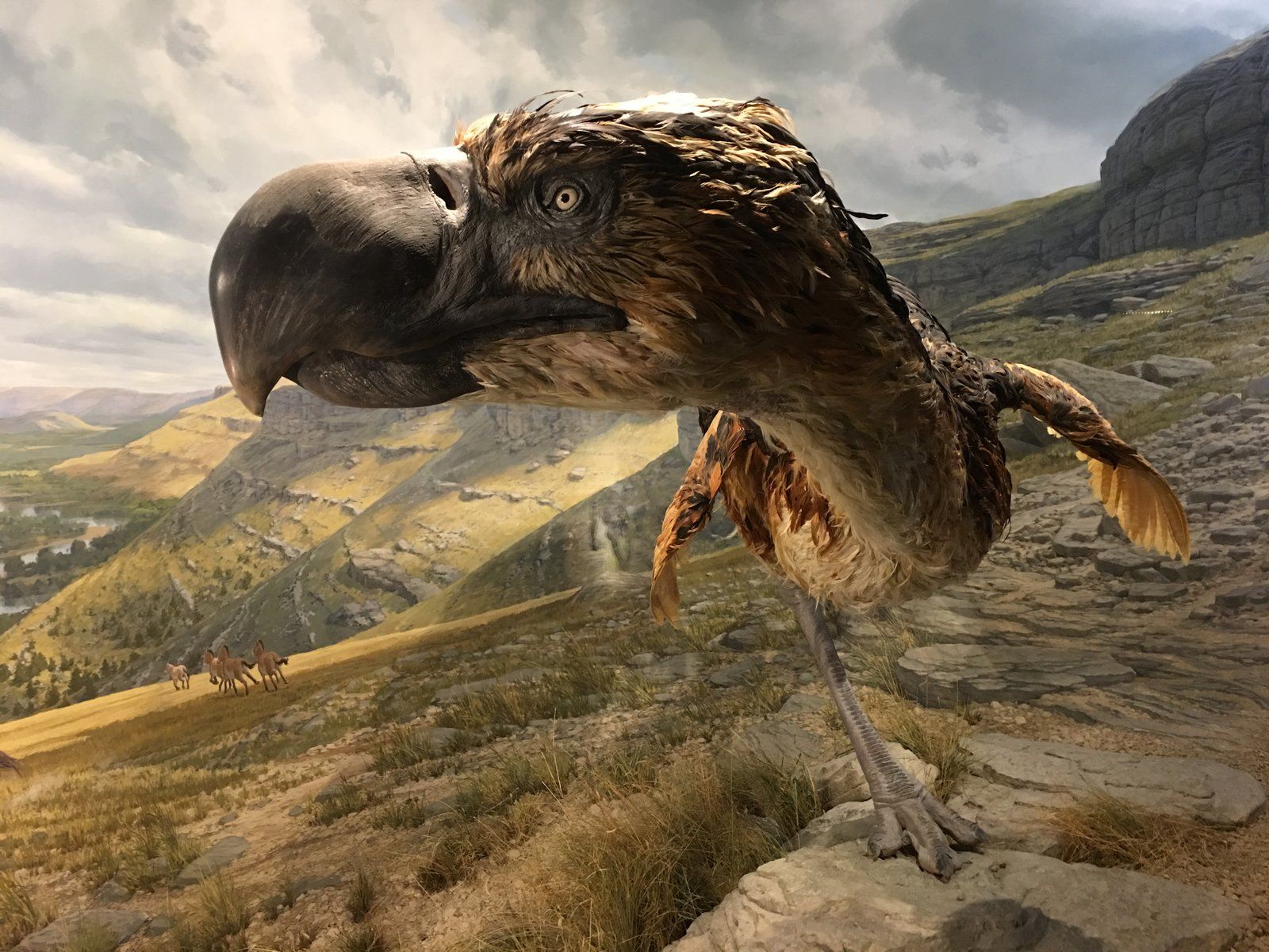 Terror Bird Wallpapers - Wallpaper Cave