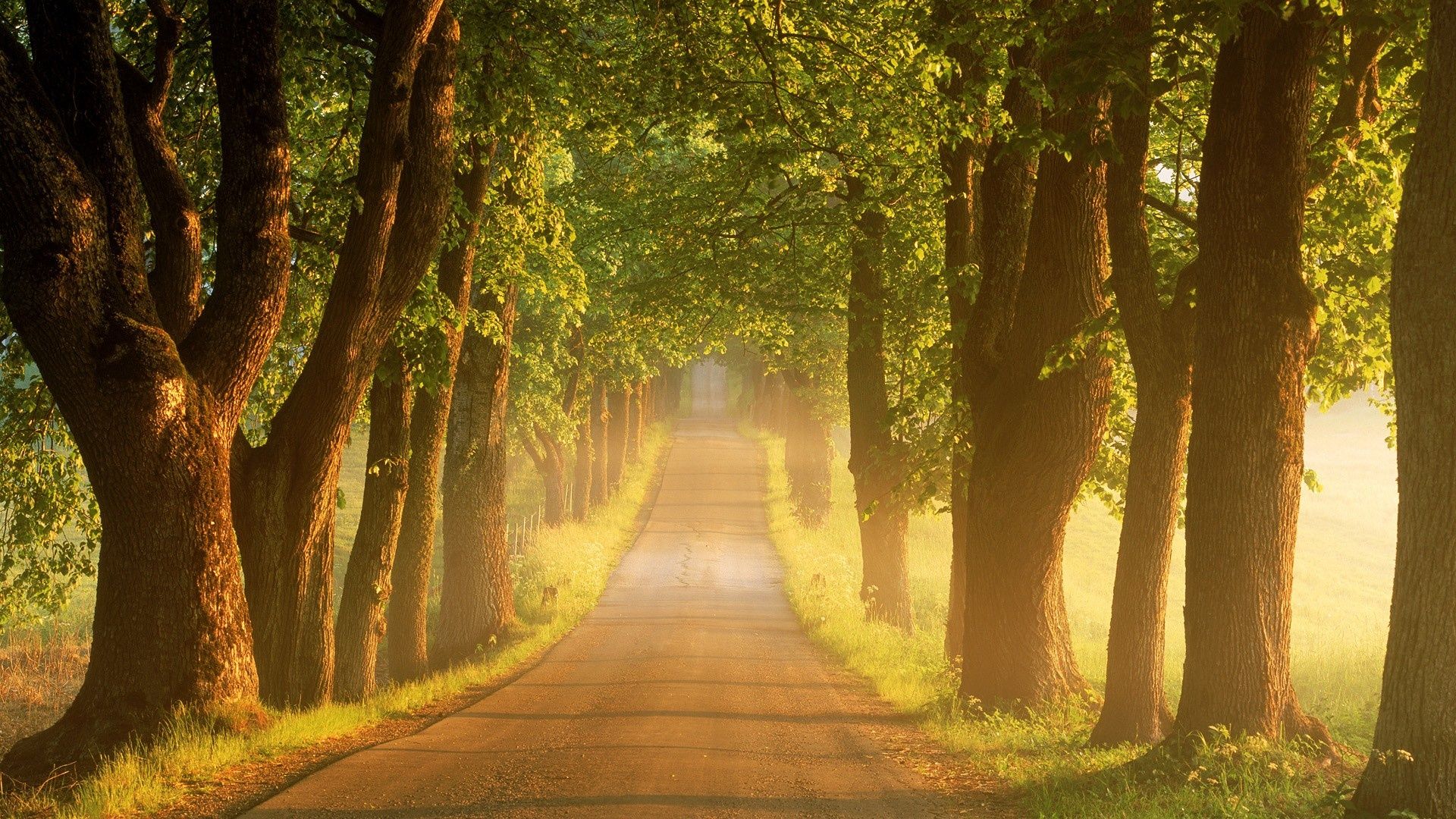 Road Trees HD Wallpapers - Wallpaper Cave