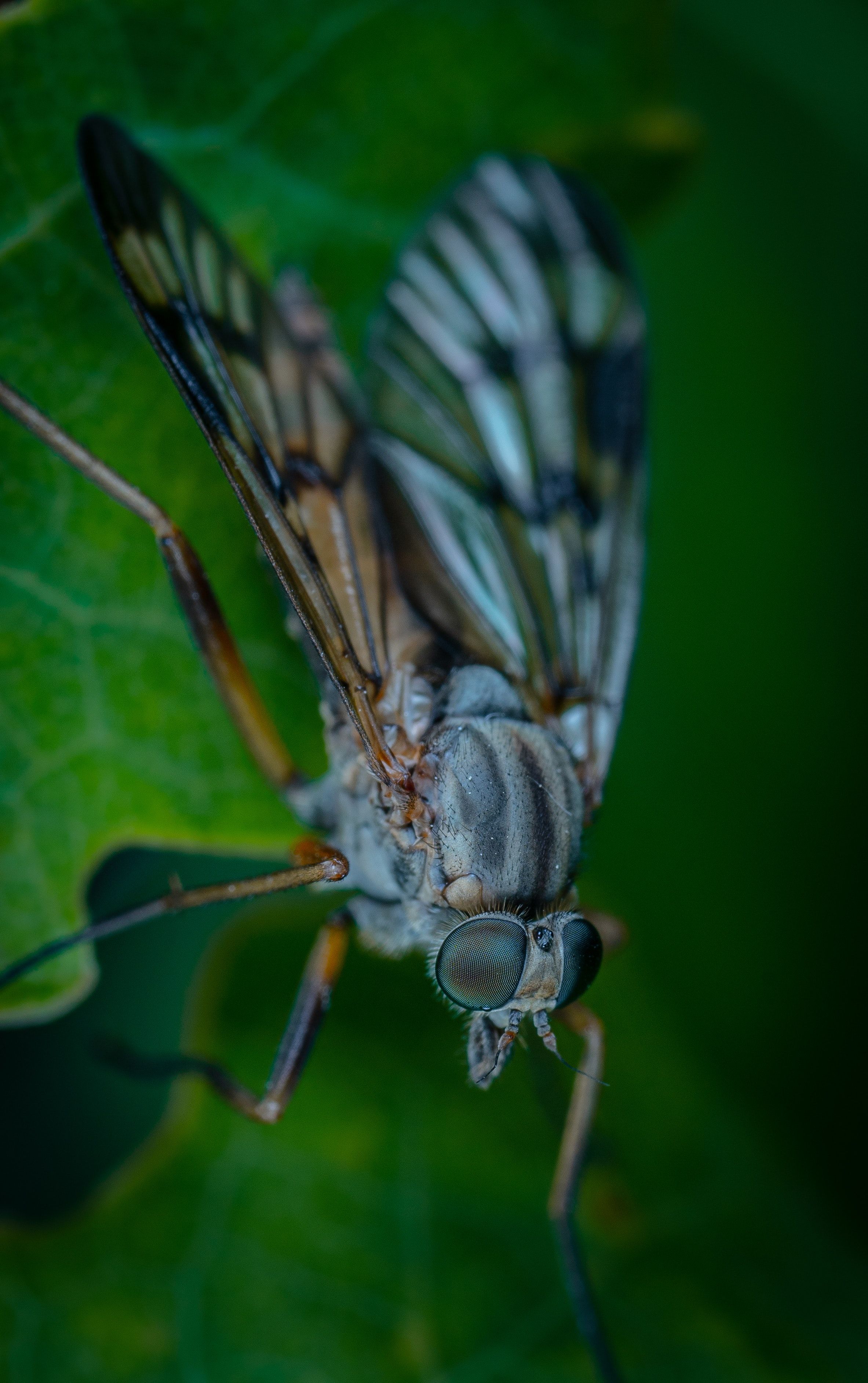 Fly Insect Macro HD Wallpapers - Wallpaper Cave