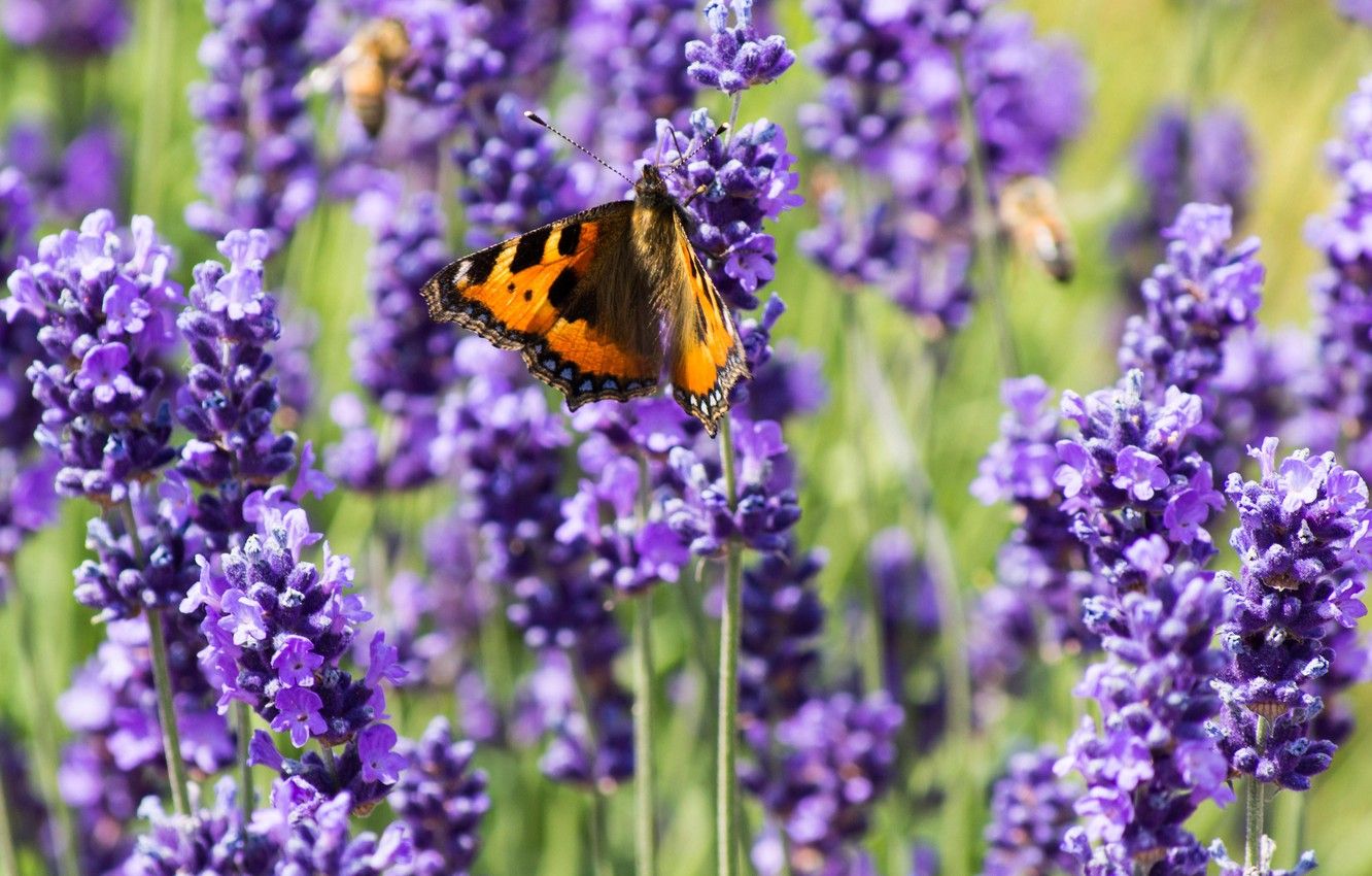 Lavender Spring Wallpapers - Wallpaper Cave