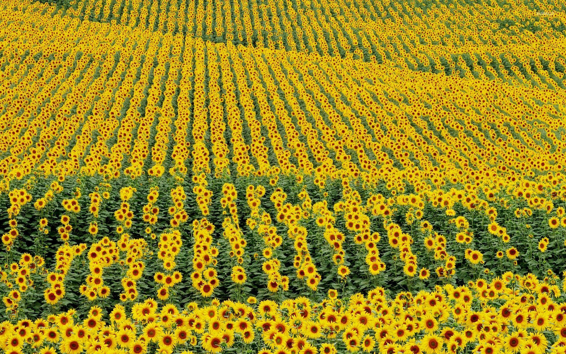 Sunflower Field Wallpapers - Wallpaper Cave
