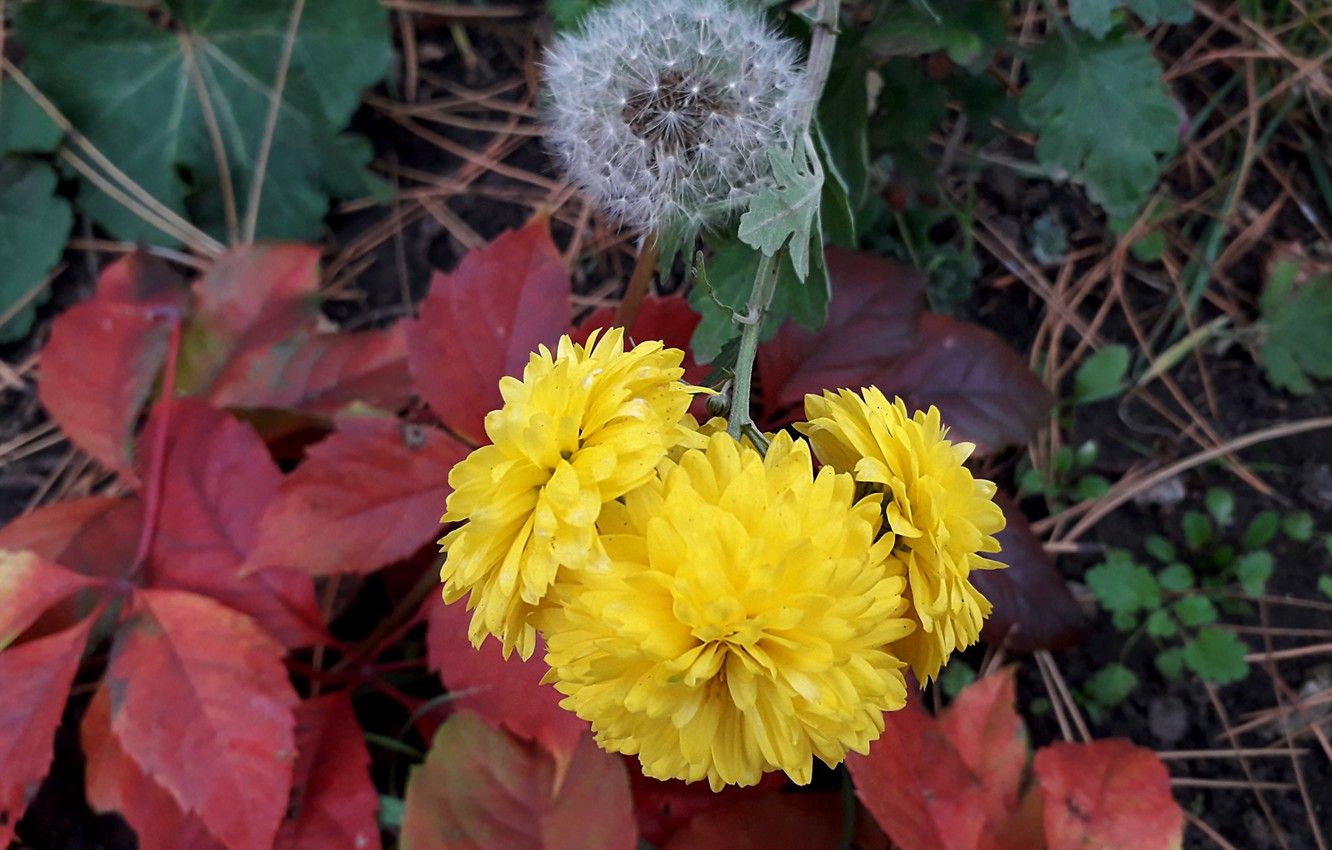 Autumn Dandelion Wallpapers - Wallpaper Cave