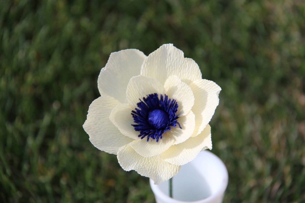 Anemone Flower Wallpapers - Wallpaper Cave