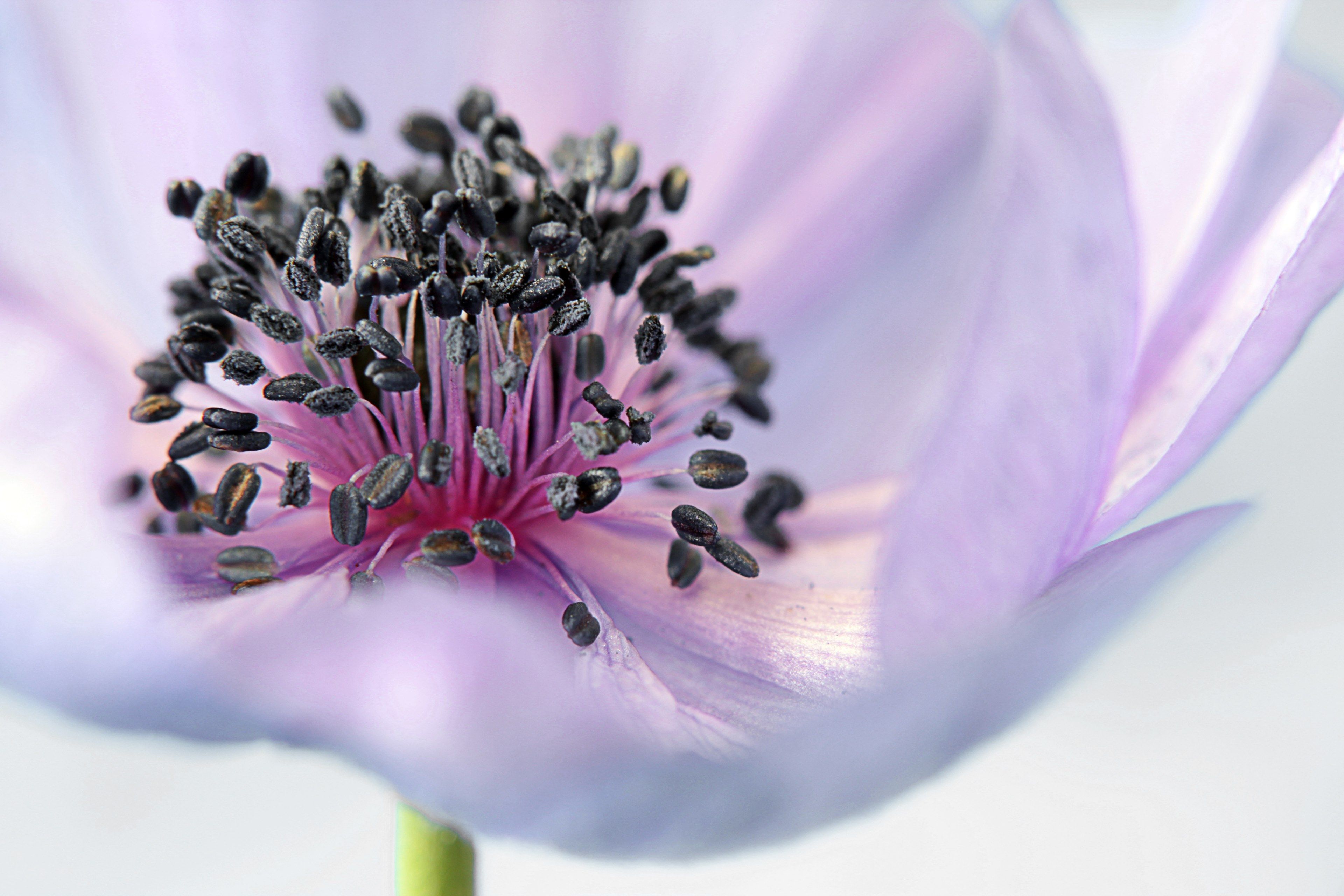 Anemone Flower Wallpapers - Wallpaper Cave