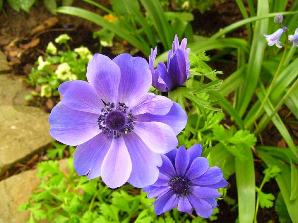 Anemone Flower Wallpapers - Wallpaper Cave