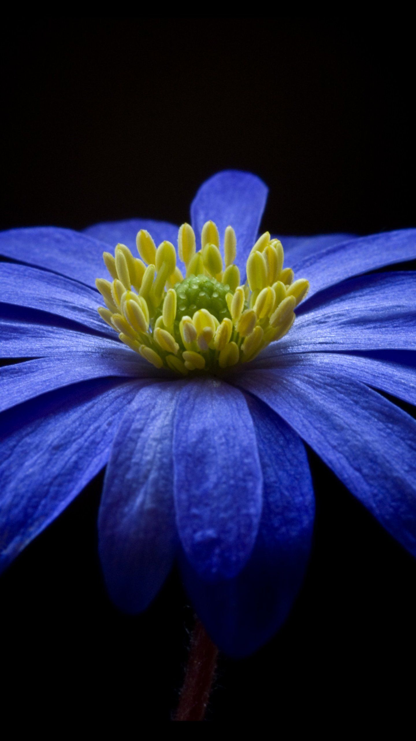 Anemone Flower Wallpapers - Wallpaper Cave