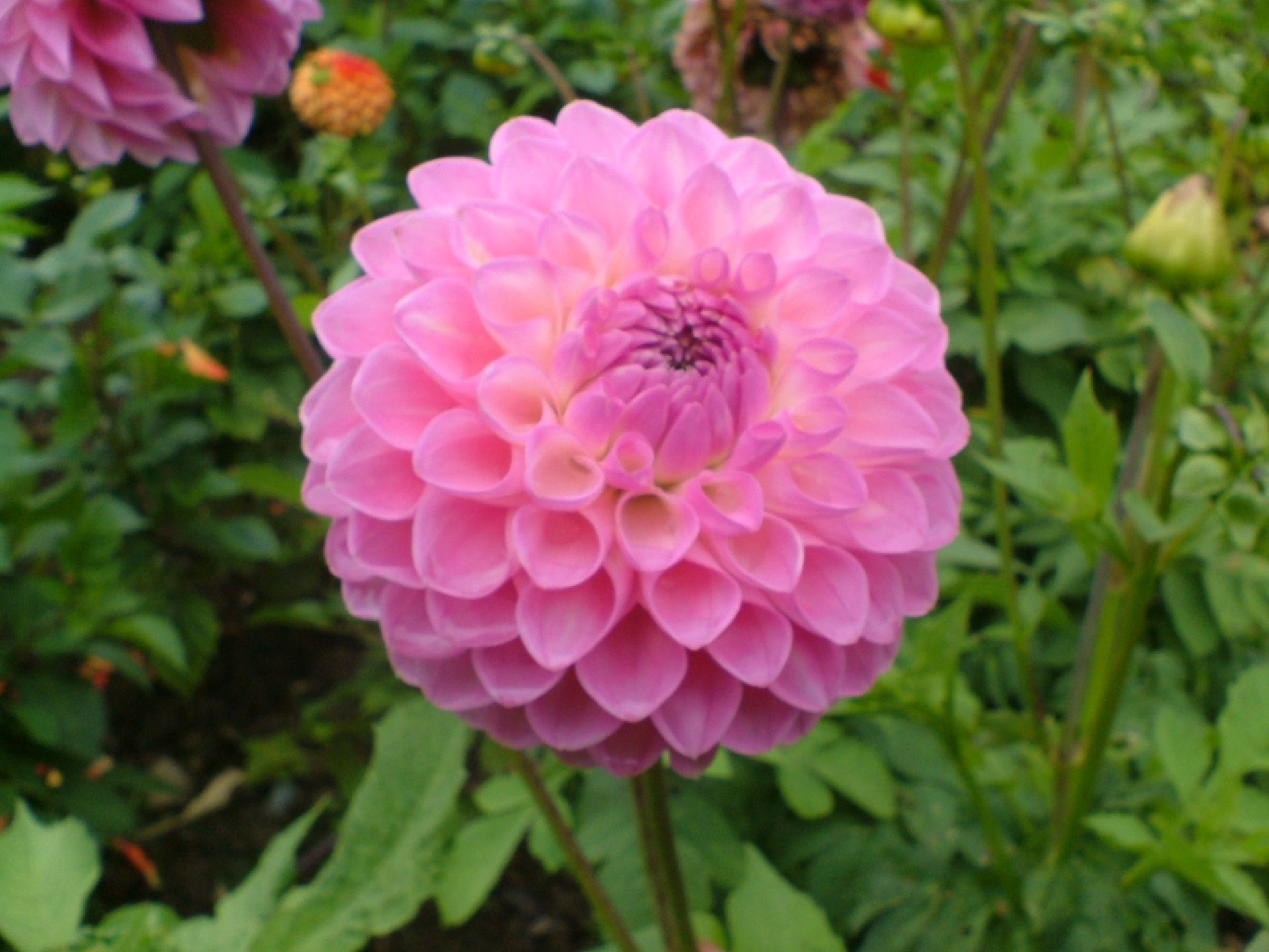 Anemone Flower Wallpapers - Wallpaper Cave