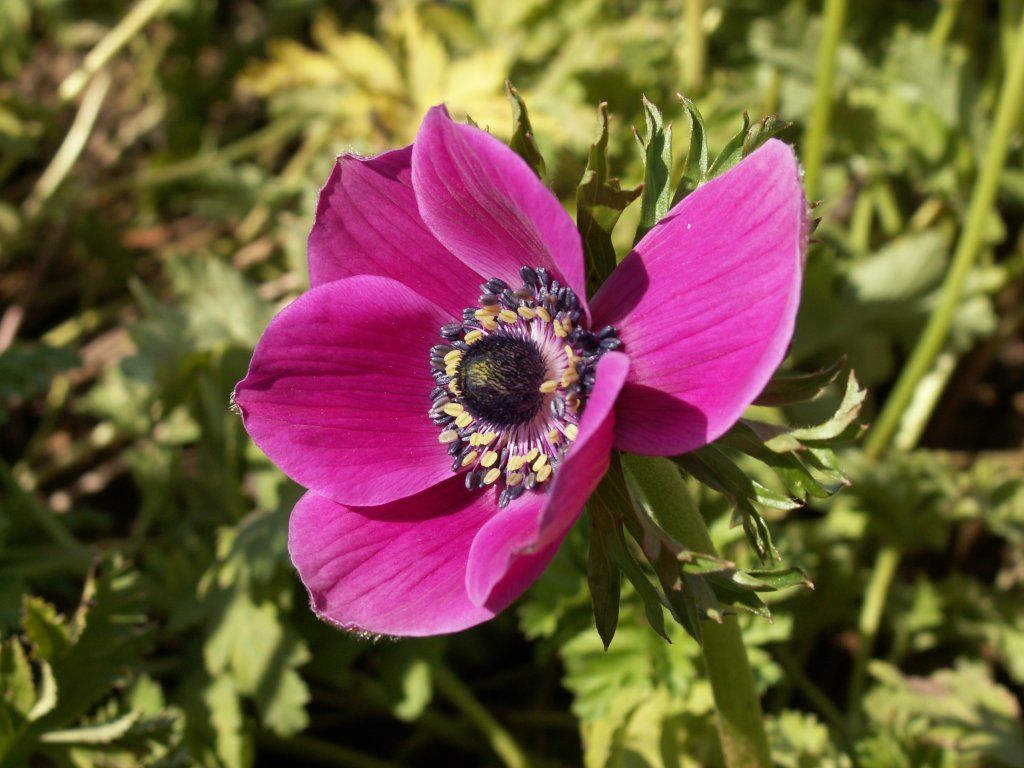 Anemone Flower Wallpapers - Wallpaper Cave