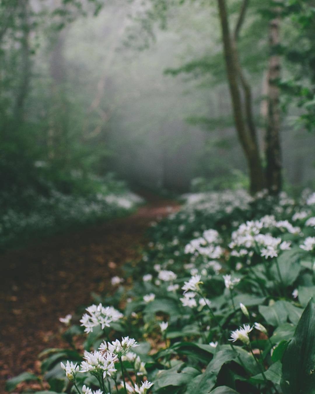 Enlighted Meadow Wallpapers - Wallpaper Cave