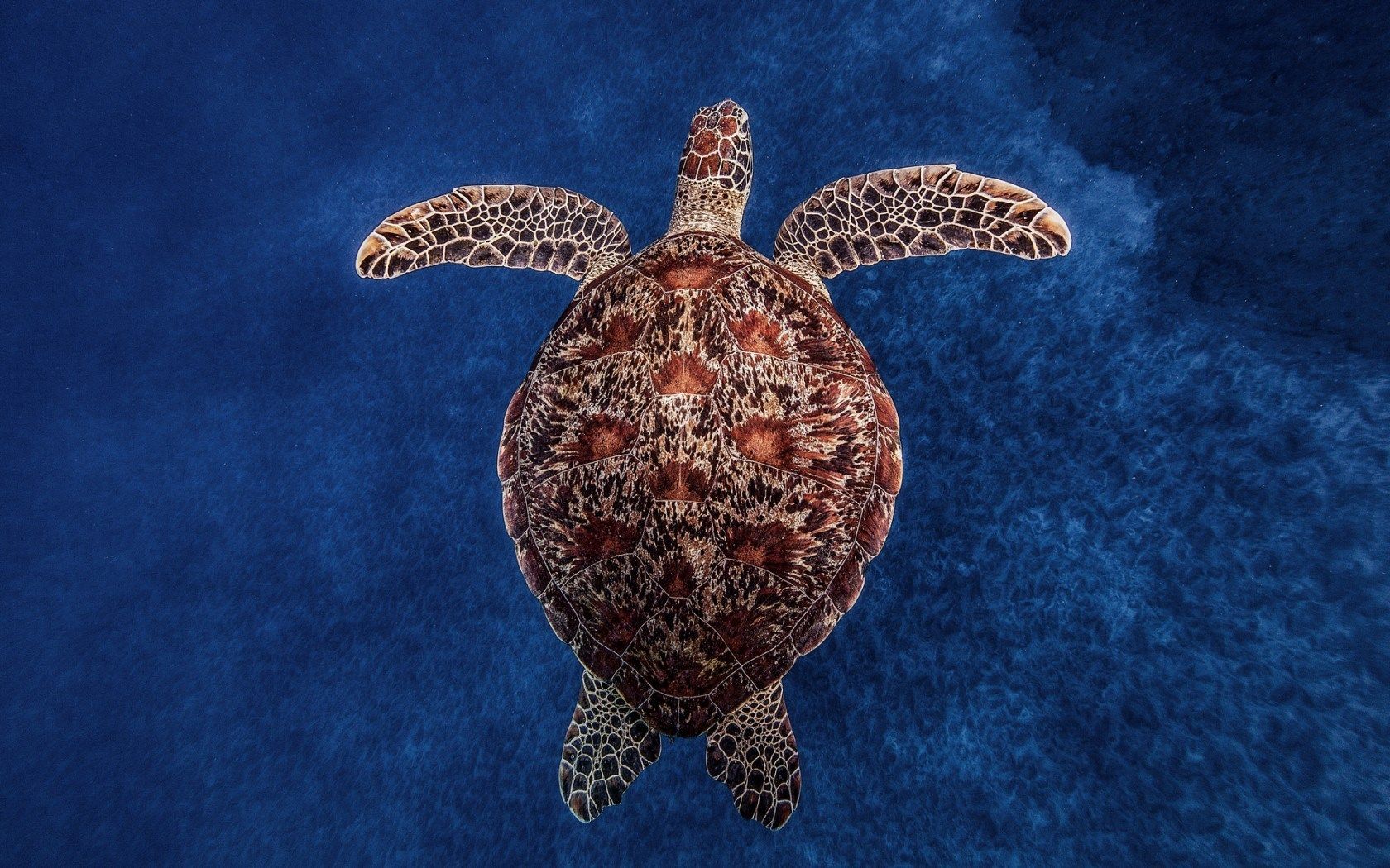 Close Up Sea Animal Wallpapers - Wallpaper Cave