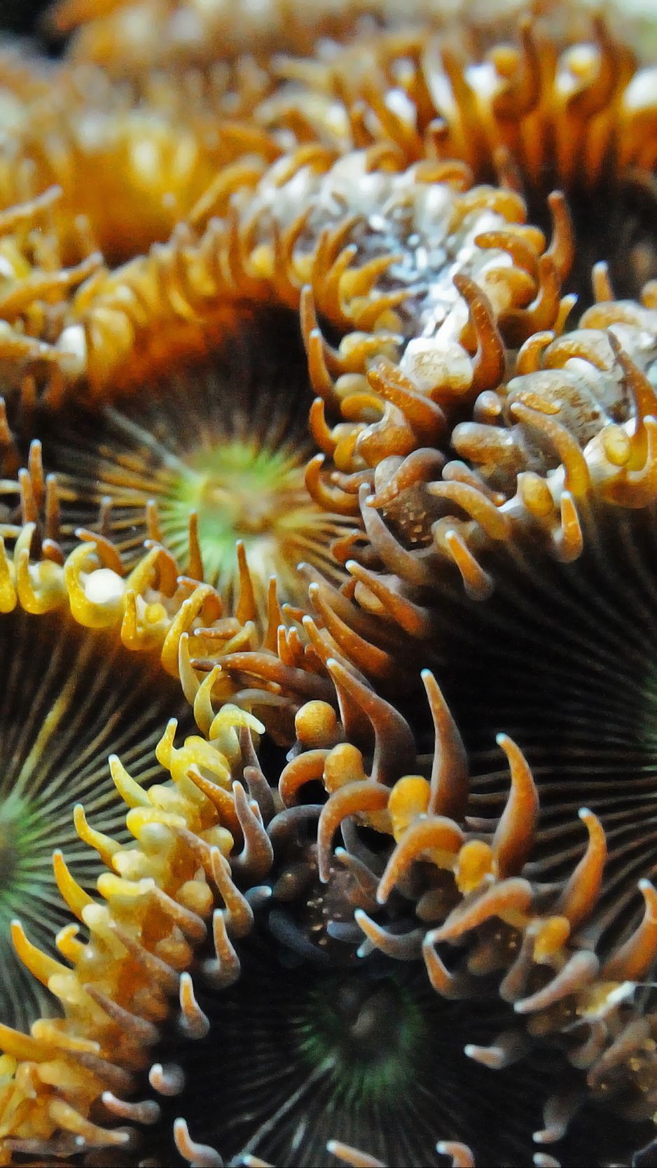 Close Up Sea Animal Wallpapers - Wallpaper Cave