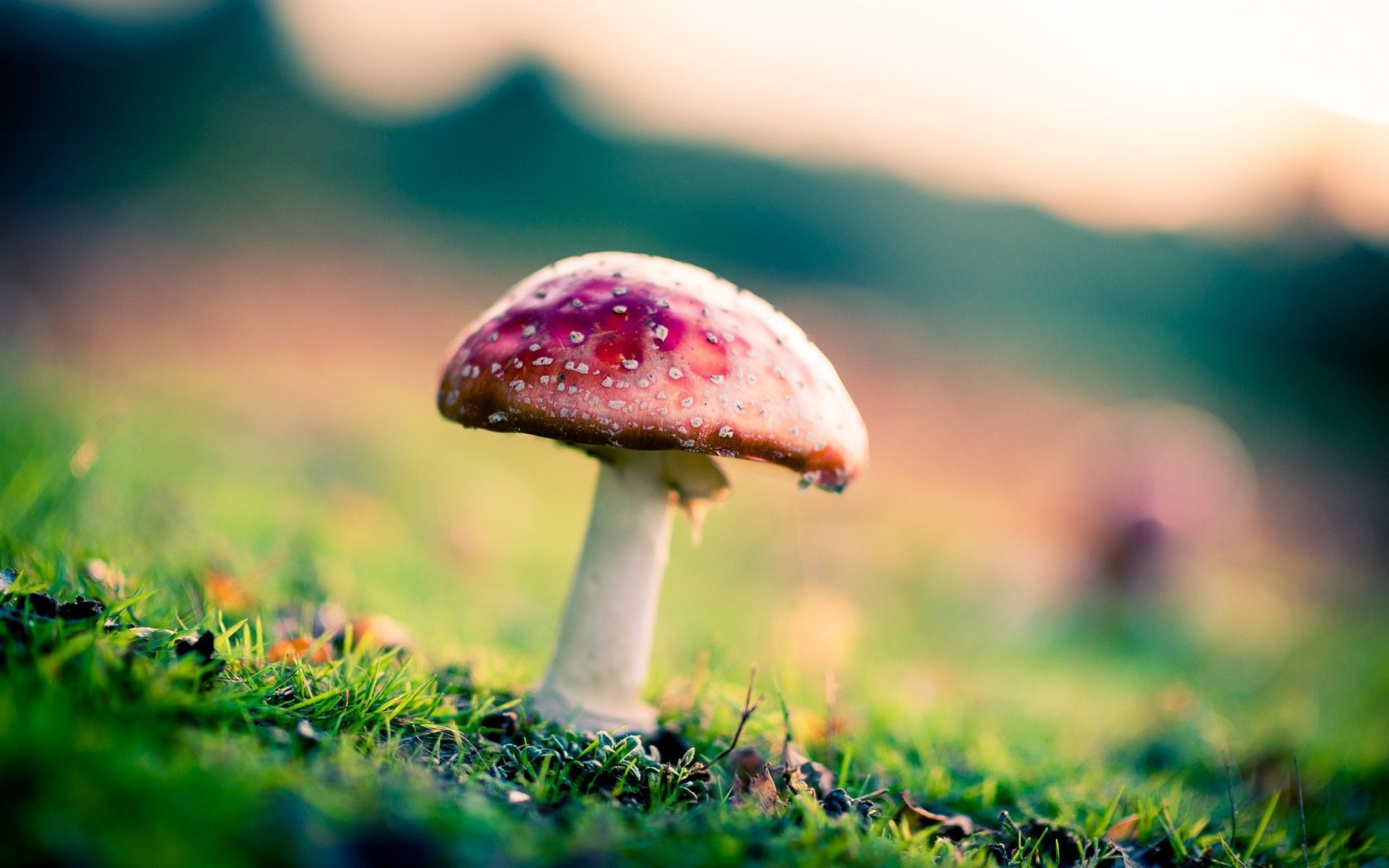 Mushroom HD Wallpapers - Wallpaper Cave