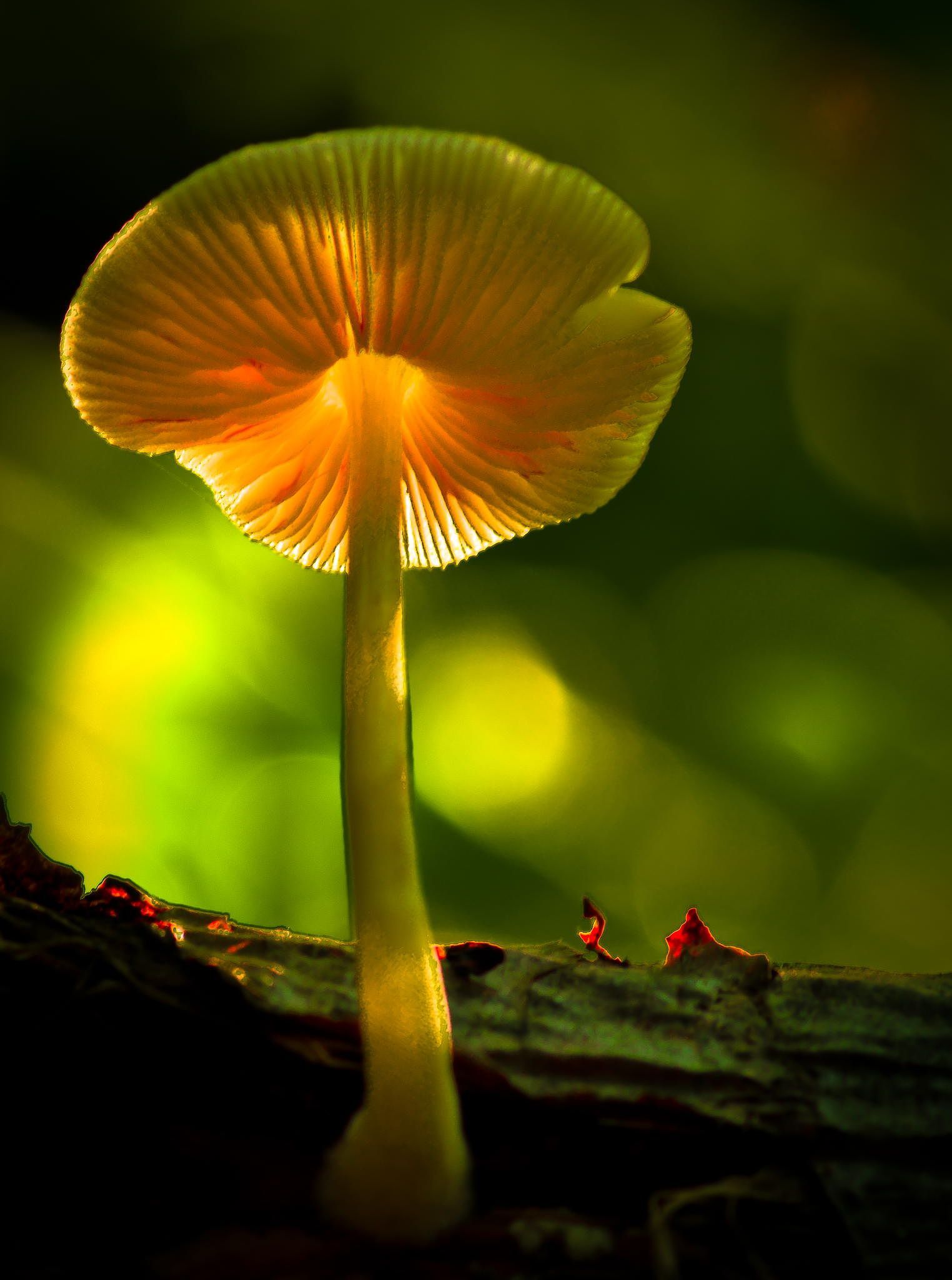 Mushroom HD Wallpapers - Wallpaper Cave