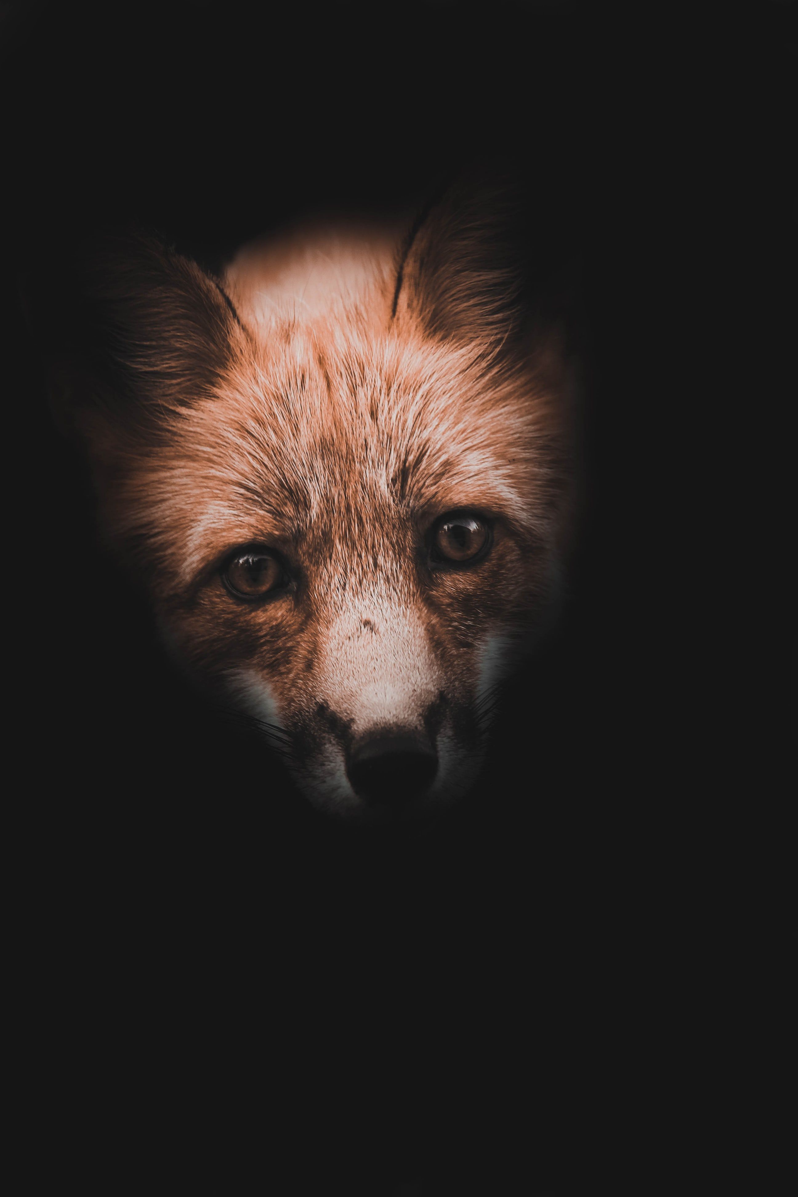 Cool Close-up Wallpapers - Wallpaper Cave