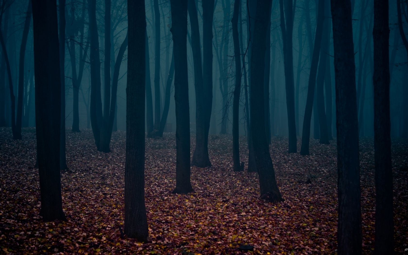 Autumn Forest Night Wallpapers - Wallpaper Cave