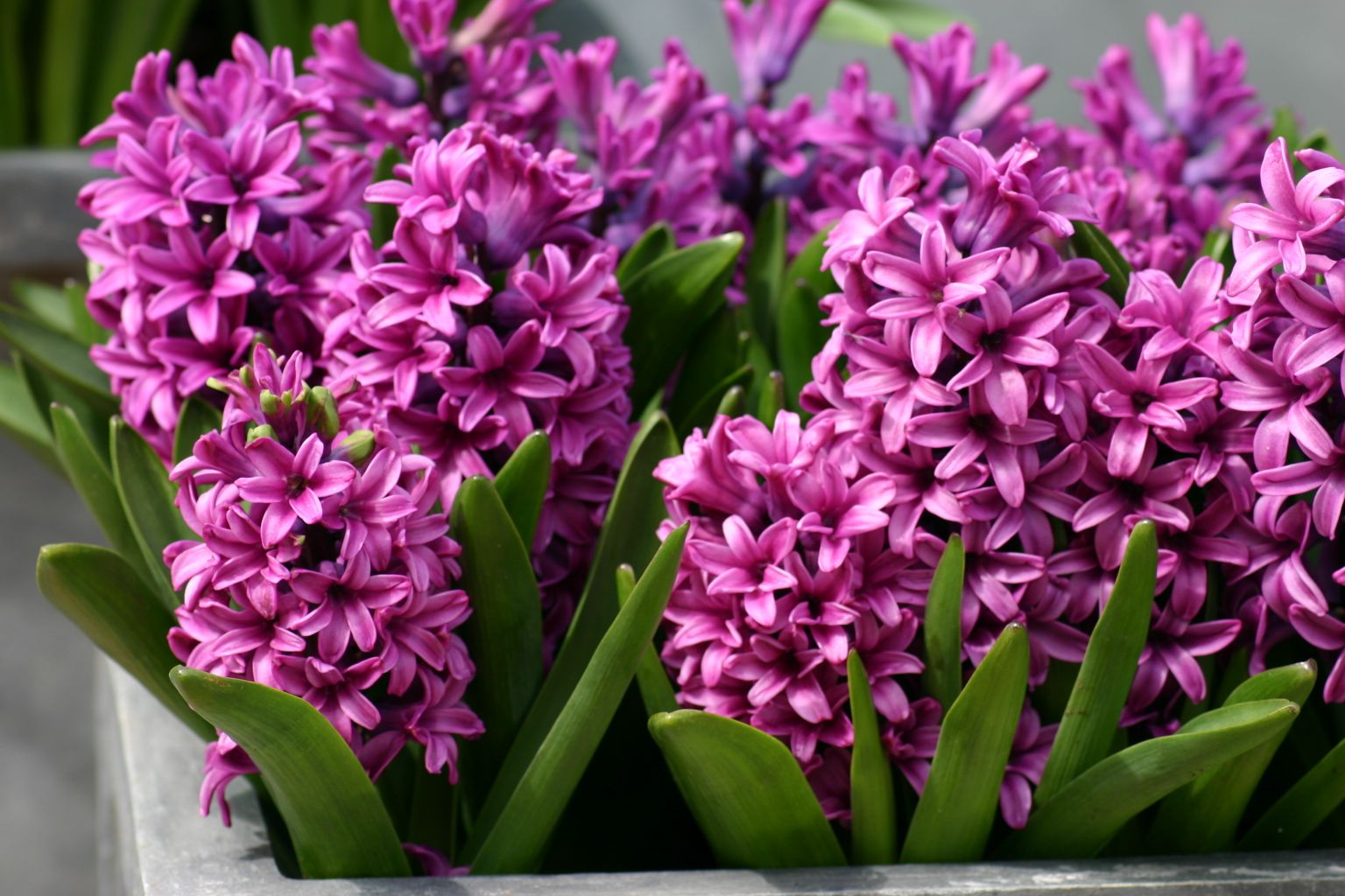 Hyacinth HD Wallpapers - Wallpaper Cave