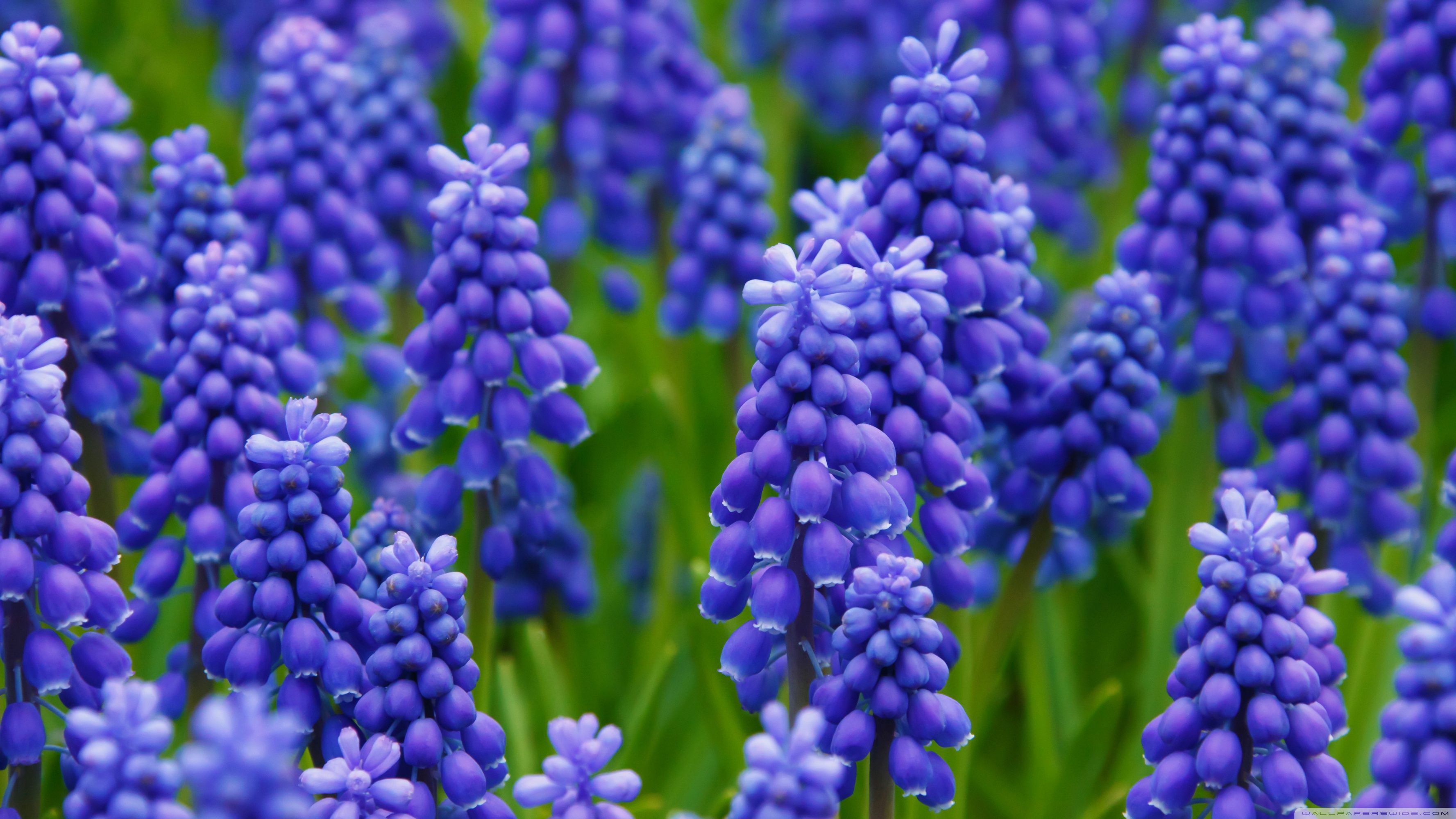 Hyacinth HD Wallpapers - Wallpaper Cave