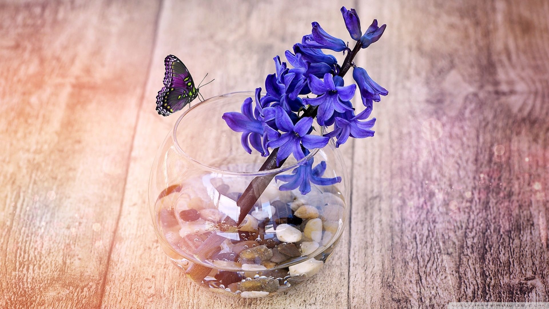 Hyacinth HD Wallpapers - Wallpaper Cave