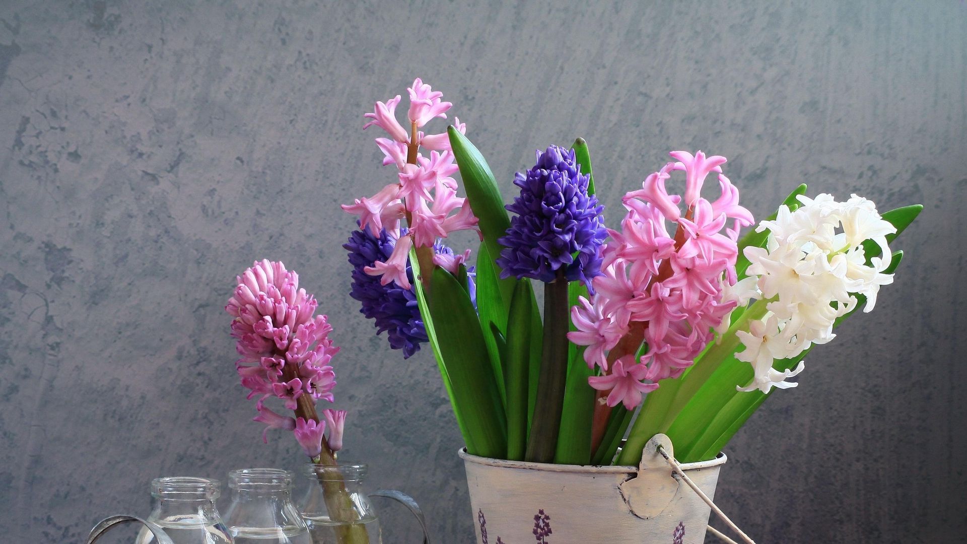 Hyacinth HD Wallpapers - Wallpaper Cave