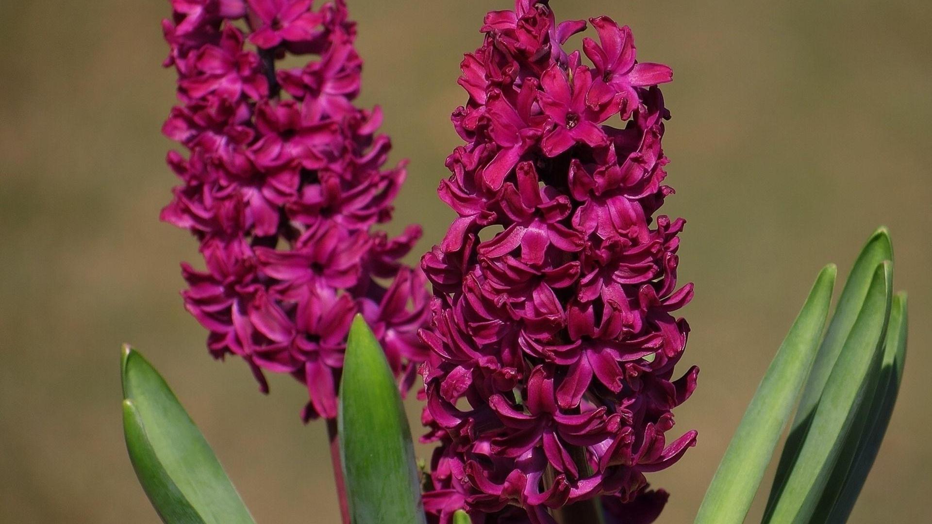 Hyacinth HD Wallpapers - Wallpaper Cave