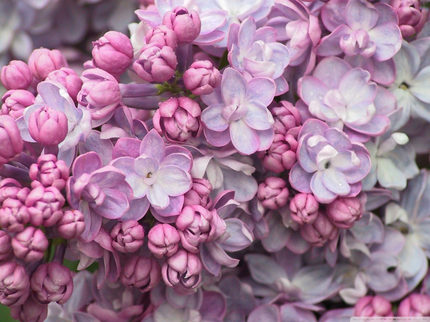 Hyacinth HD Wallpapers - Wallpaper Cave