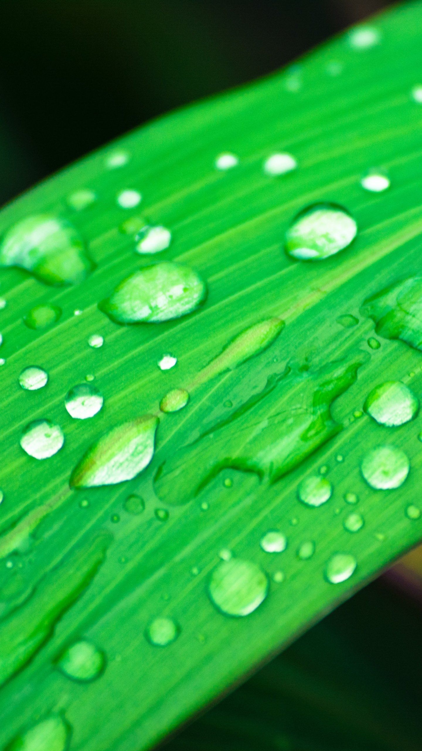 Rain Drop HD Android Wallpapers - Wallpaper Cave