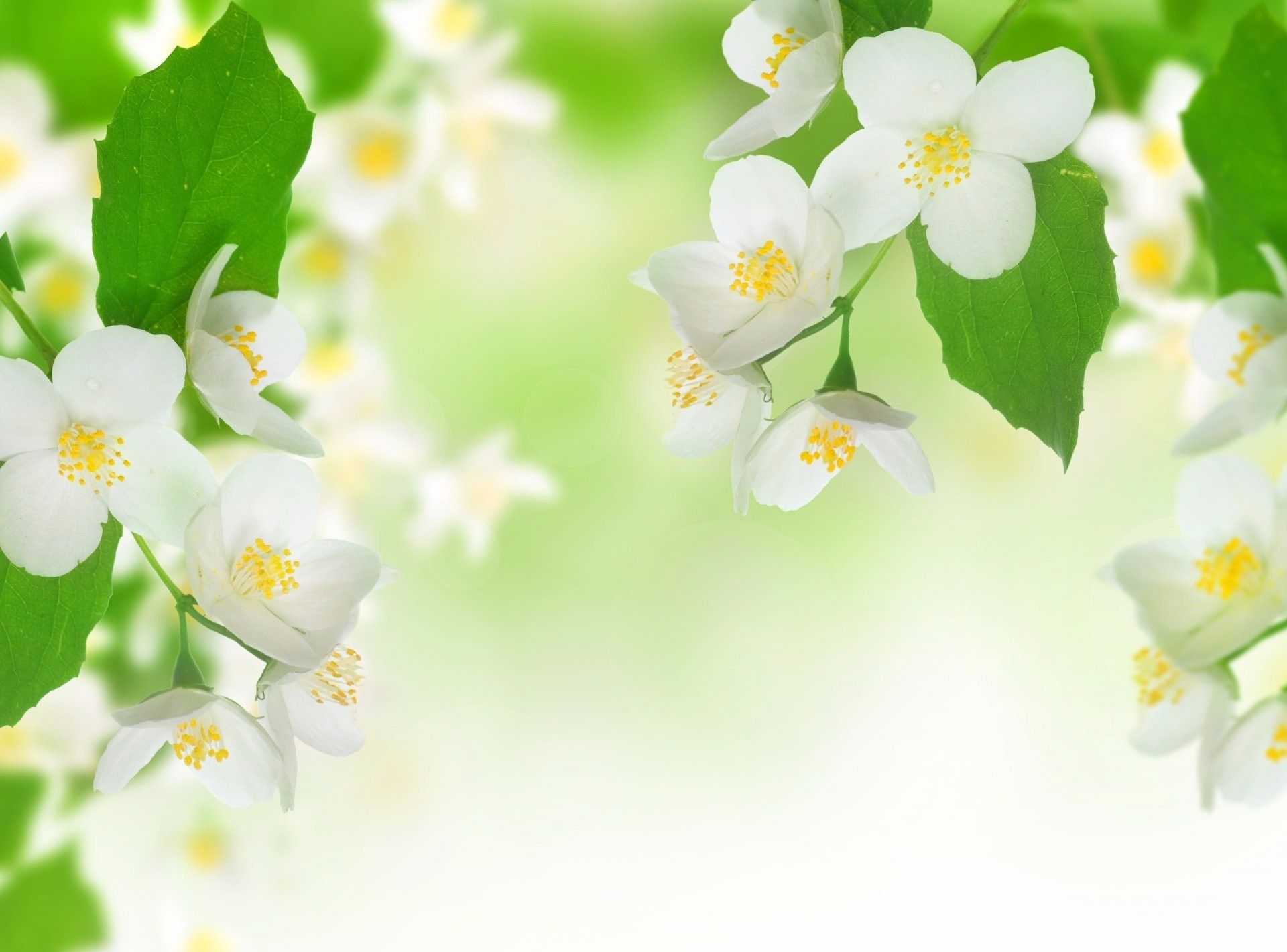 Earth White Flower HD Wallpapers - Wallpaper Cave