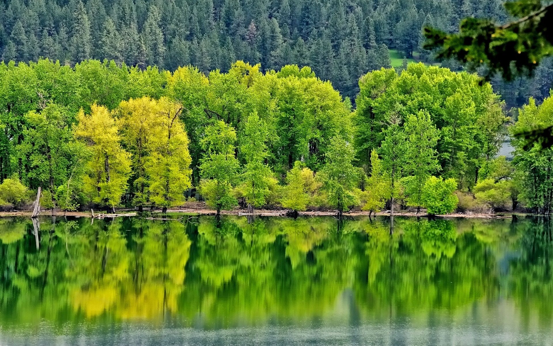 River Reflection Trees HD Wallpapers - Wallpaper Cave