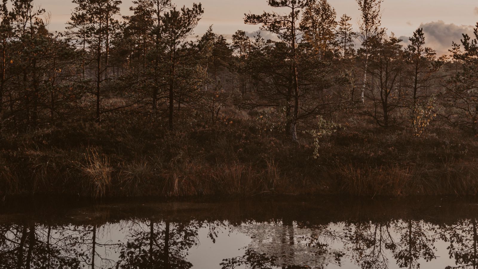 River Reflection Trees HD Wallpapers - Wallpaper Cave