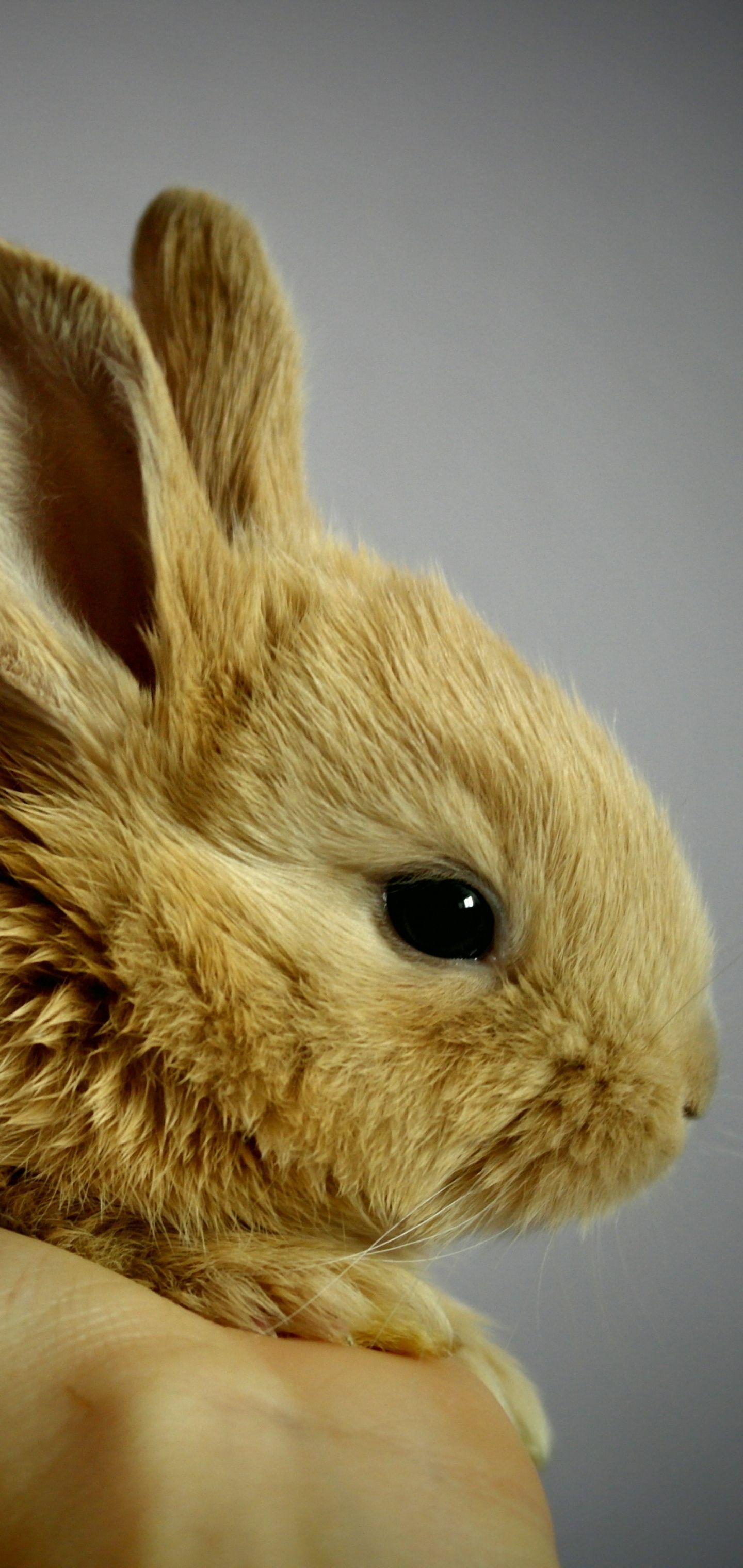 Rabbit Mobile Wallpapers - Wallpaper Cave