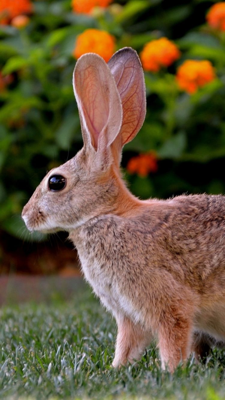 Rabbit Mobile Wallpapers - Wallpaper Cave