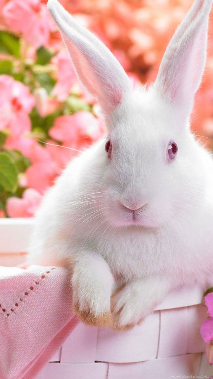 Rabbit Mobile Wallpapers - Wallpaper Cave