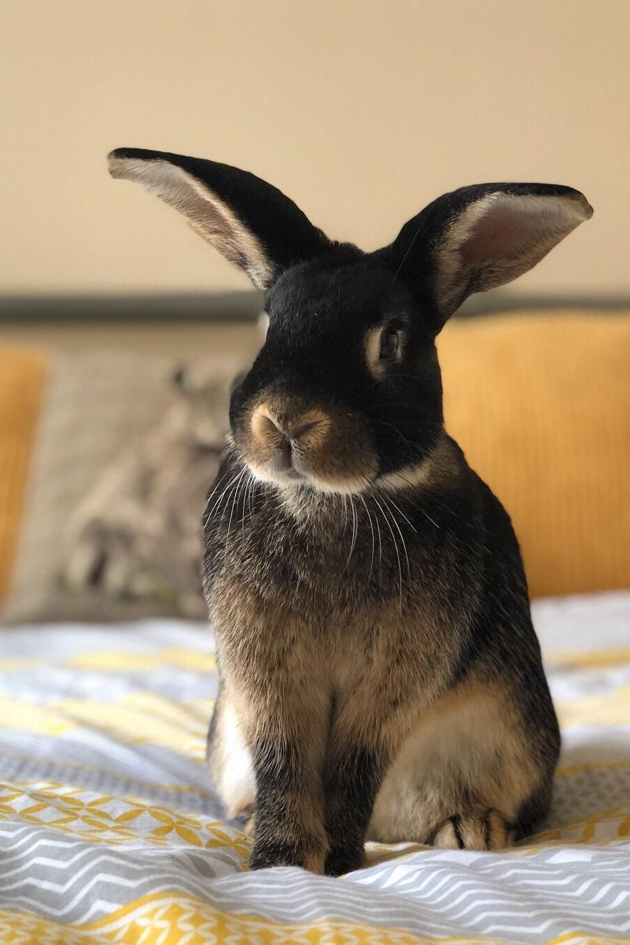 Rabbit Mobile Wallpapers - Wallpaper Cave