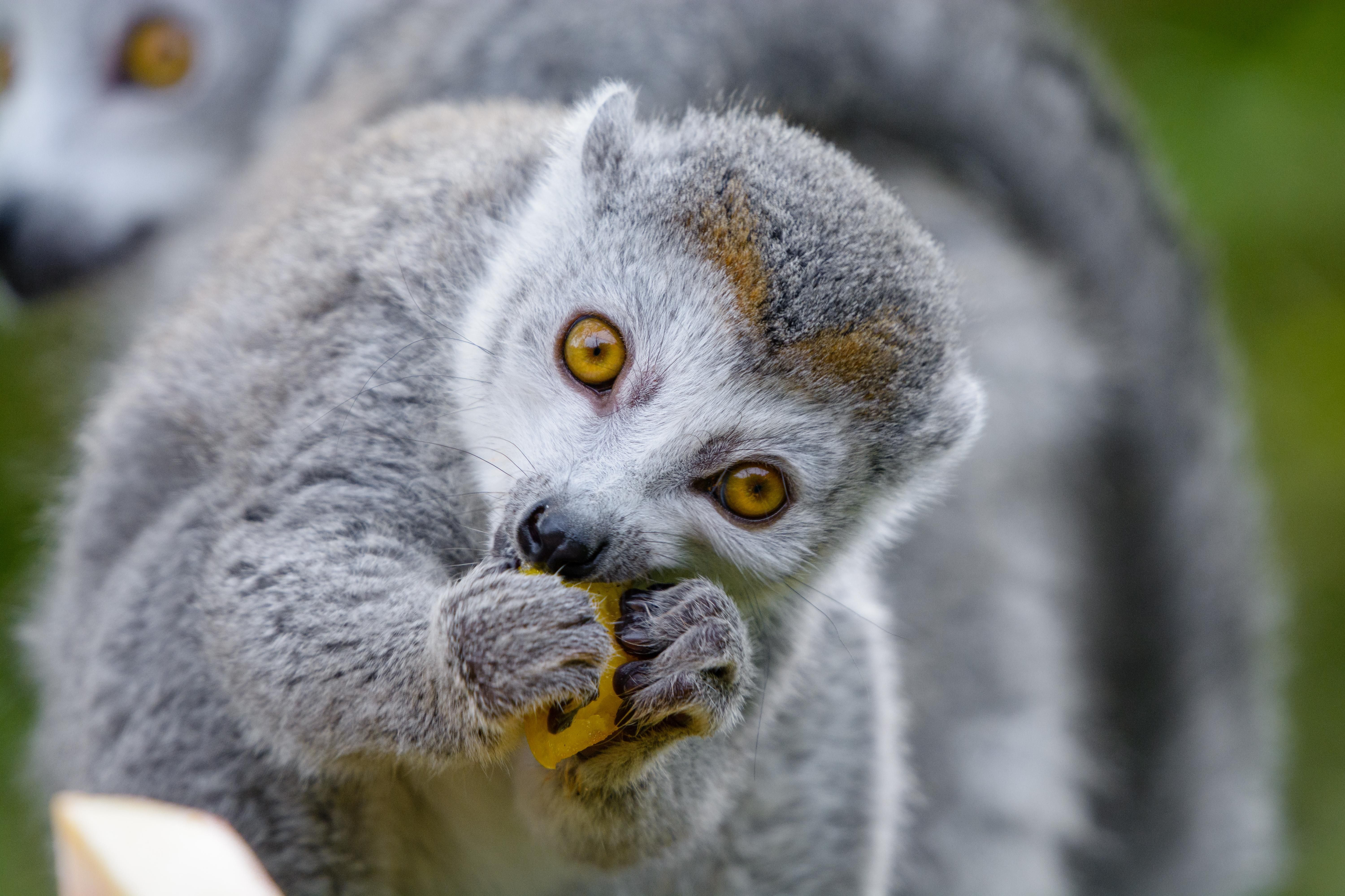 Lemur Animal HD Wallpapers - Wallpaper Cave