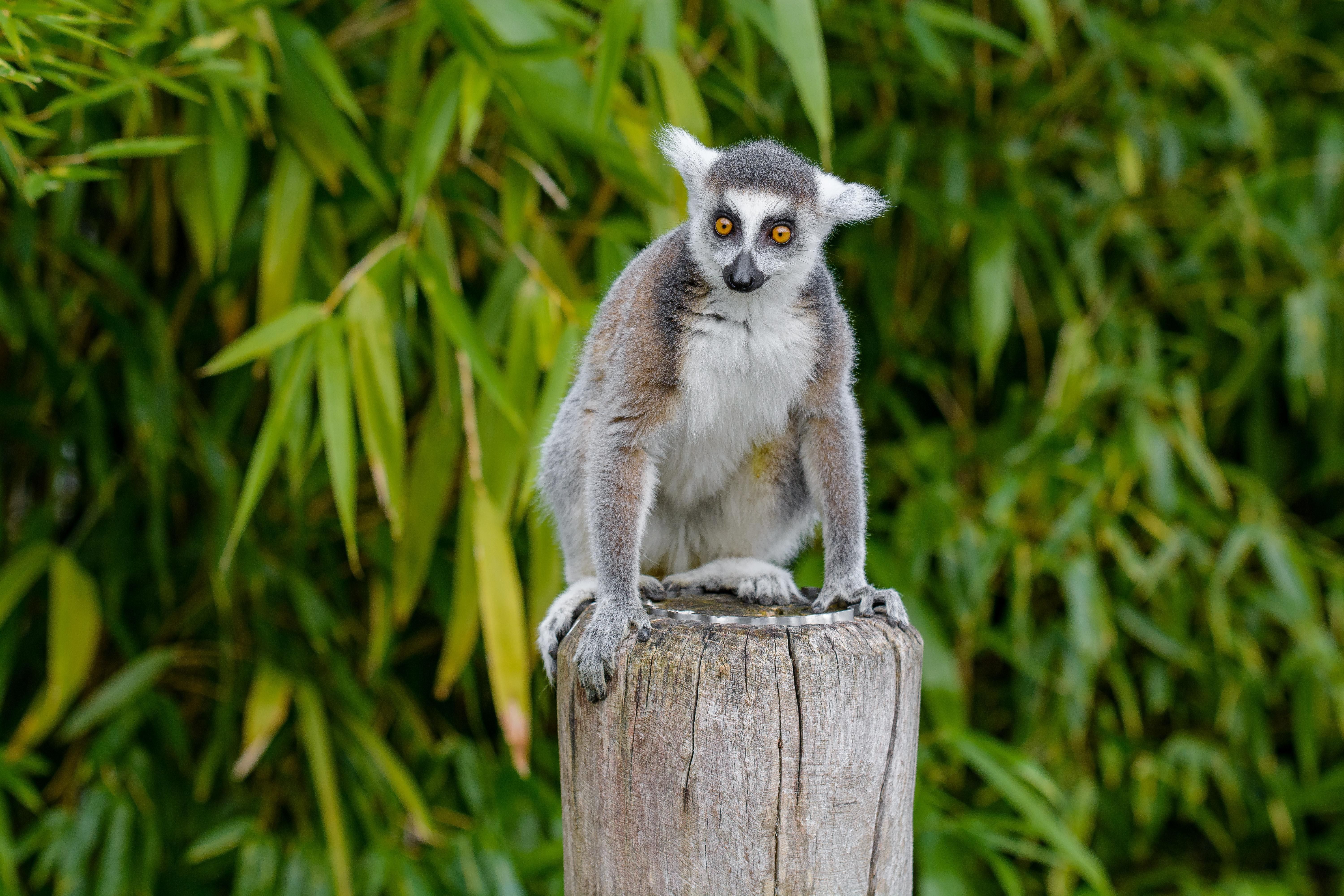 Lemur Animal HD Wallpapers - Wallpaper Cave