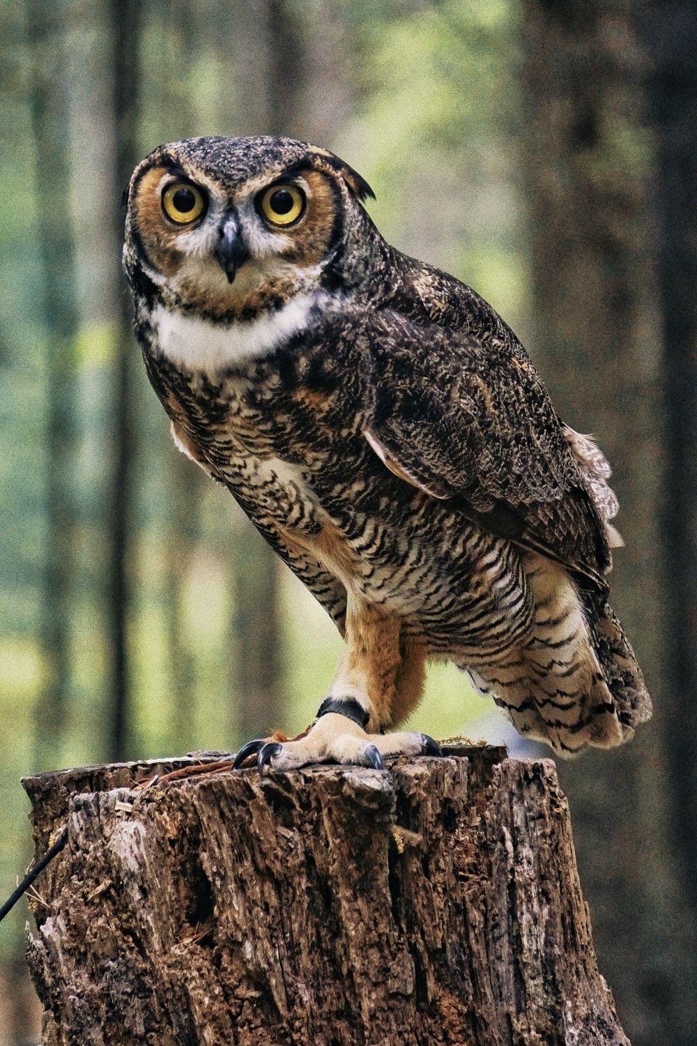 Owl Bird Wallpapers - Wallpaper Cave