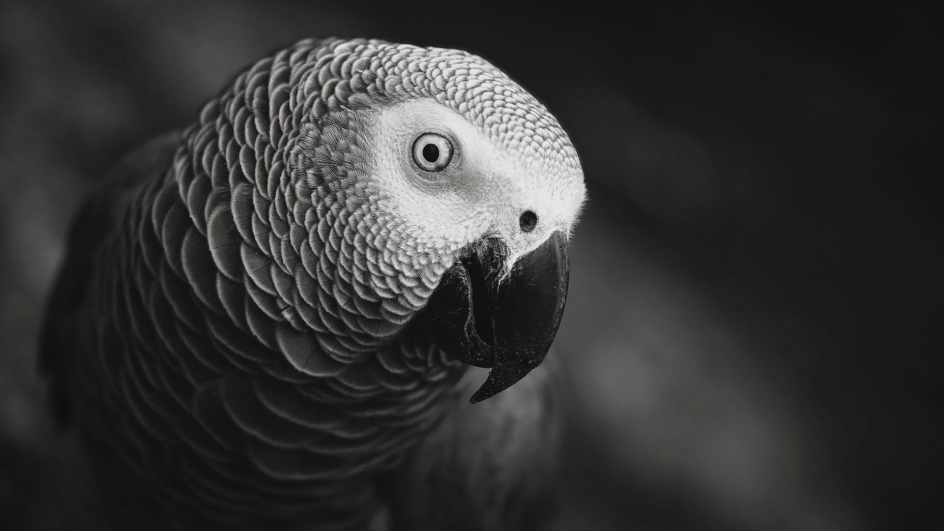 African Grey Parrot Wallpapers - Wallpaper Cave